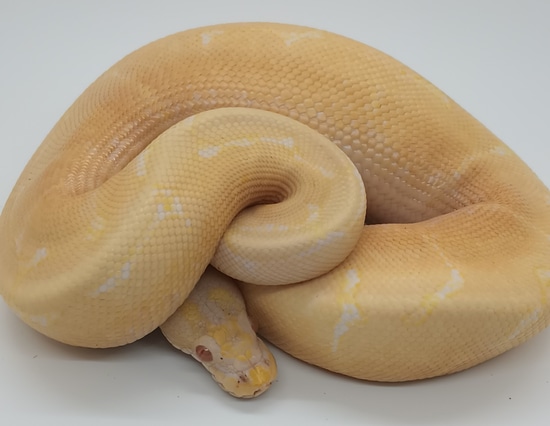 Albino Spider Ball Python by Gigi's Serpents