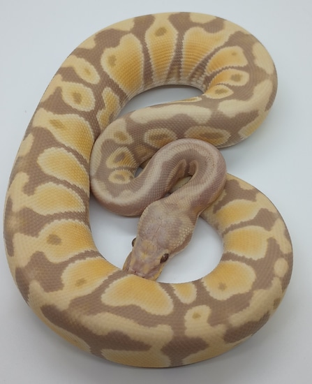 Super Pastel Candy Ball Python by Gigi's Serpents