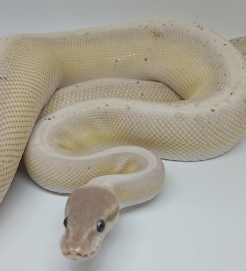Purple Passion Banana Black Pewter Ball Python by Gigi's Serpents