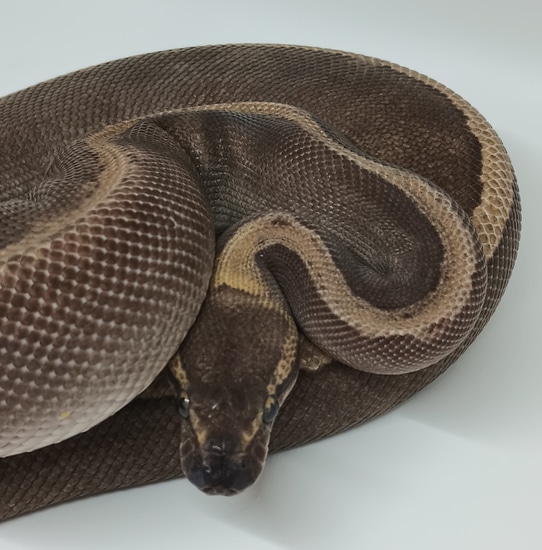 Ghi Mojave Pinstripe Ball Python by Gigi's Serpents