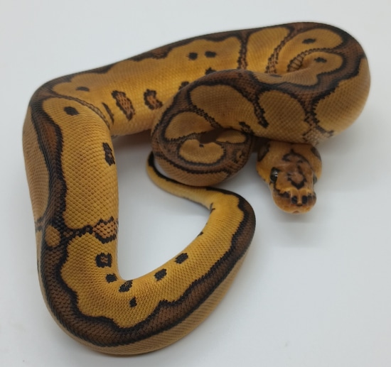 Rs Yb Clown Ball Python by Gigi's Serpents