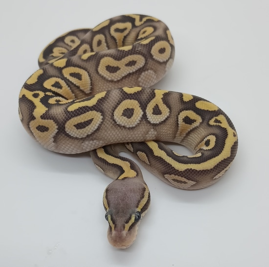 Pastave Hypo Ball Python by Gigi's Serpents