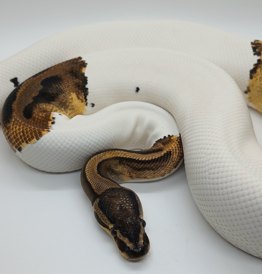 Smiley Pied Ball Python by Gigi's Serpents