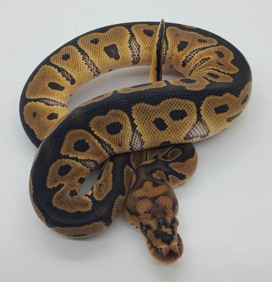 Blade Clown Ball Python by Gigi's Serpents
