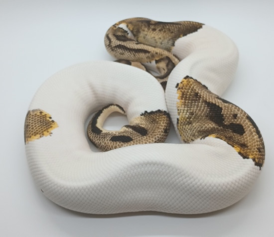 Pastel Pied Ball Python by Gigi's Serpents