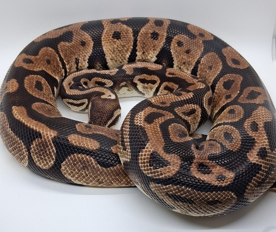 Pastel Het Candy Ball Python by Gigi's Serpents