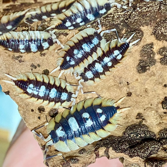 Porcellio Expansus “Orange” Isopod by Savi’s Garda Reptiles