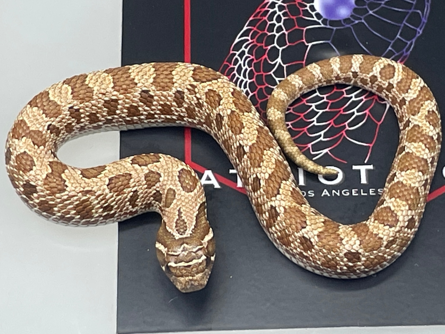 Normal From Arctic Parents Western Hognose by Patriot Hognose - MorphMarket