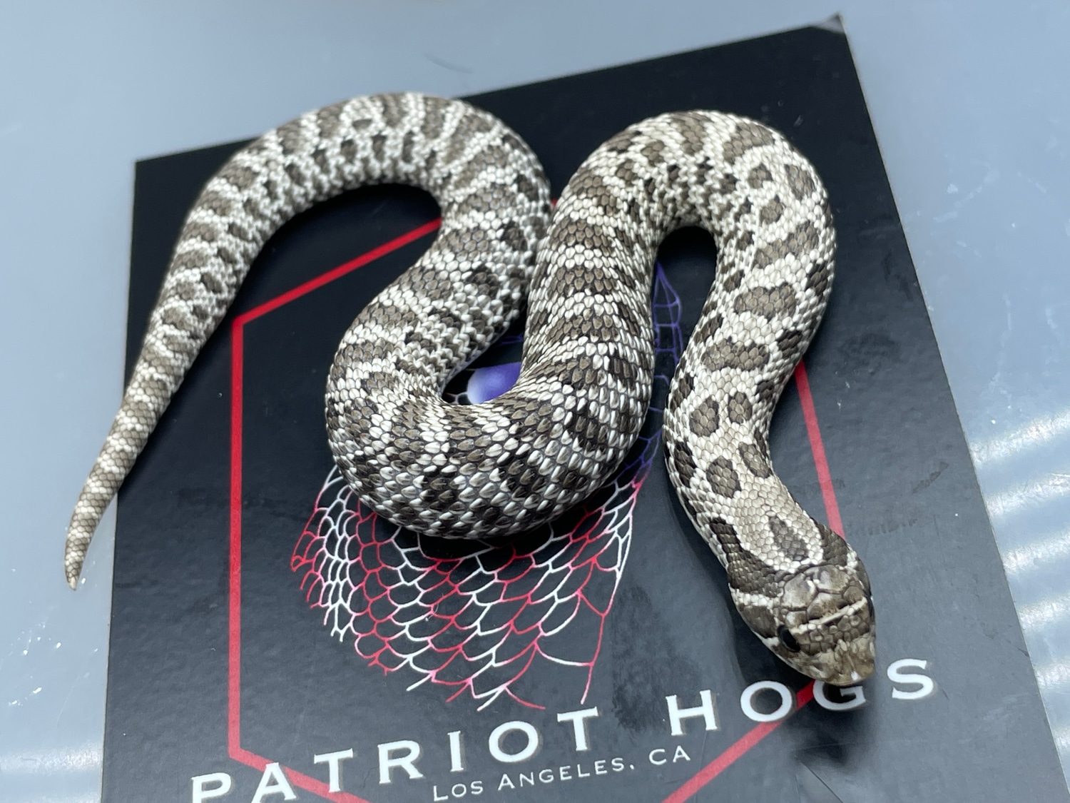 Axanthic Het Albino Western Hognose by Patriot Hognose - MorphMarket