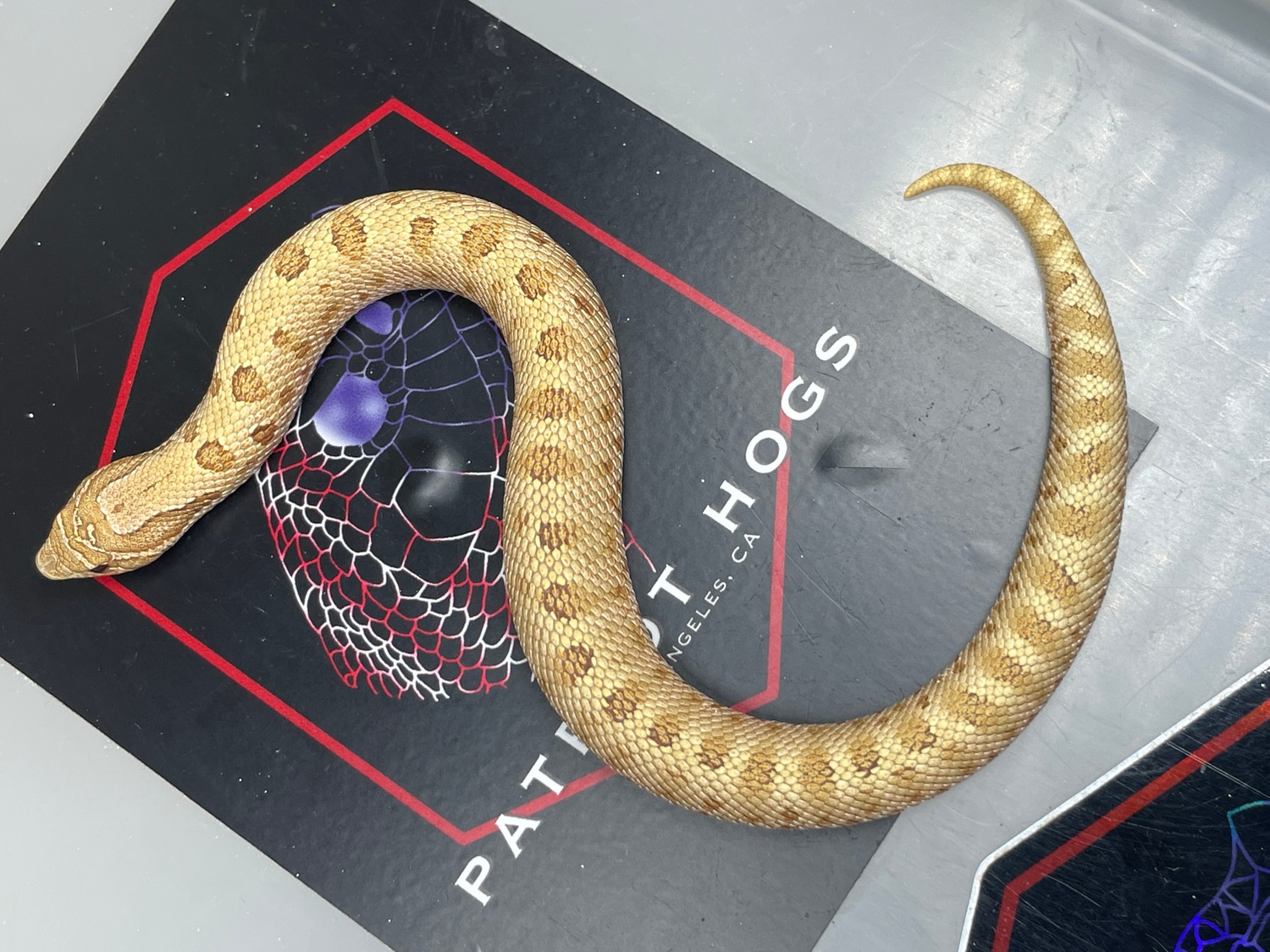 Greenline Toffee Anaconda Western Hognose by Patriot Hognose - MorphMarket
