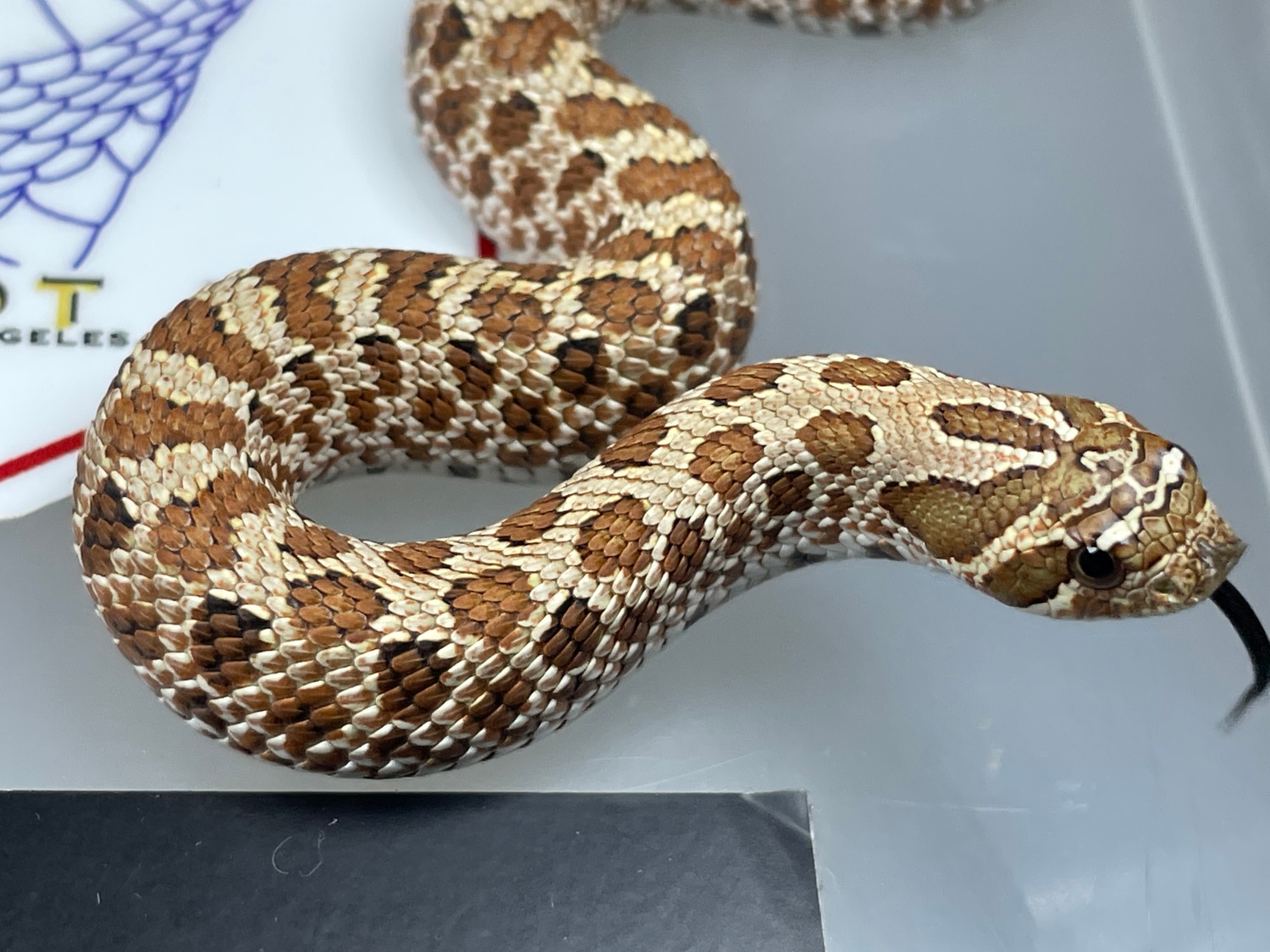 Pos Low Expression Arctic/normal Western Hognose by Patriot Hognose ...