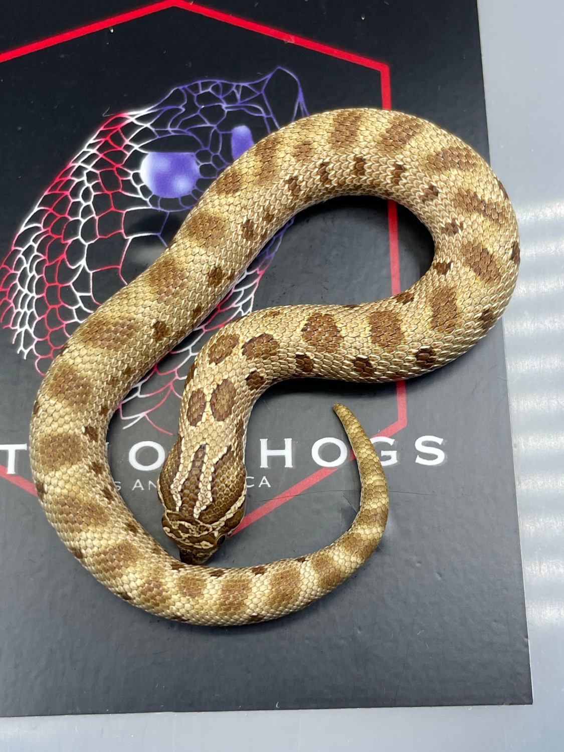Anaconda Het Lavender Western Hognose by Patriot Hognose - MorphMarket