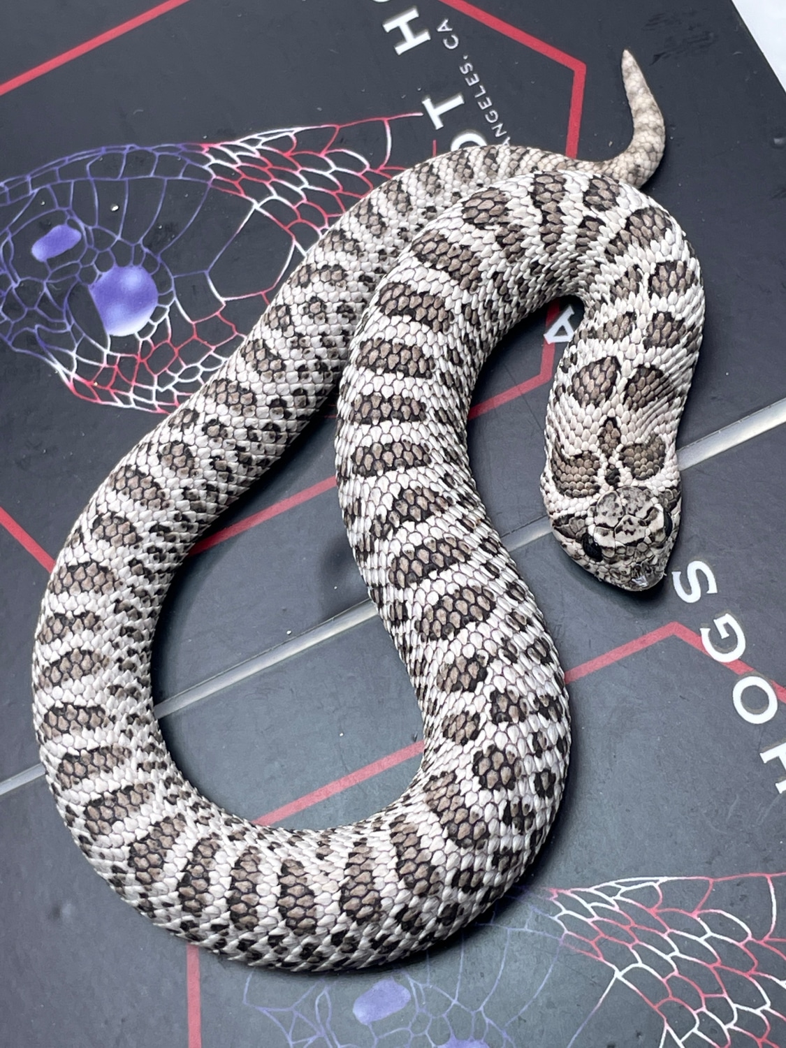 Super Arctic Western Hognose by Patriot Hognose - MorphMarket