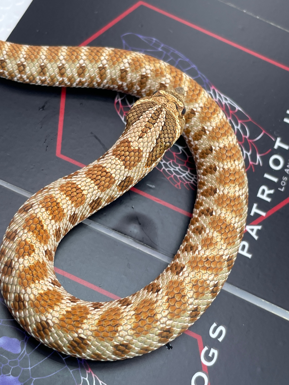 Het Lavender Western Hognose by Patriot Hognose - MorphMarket