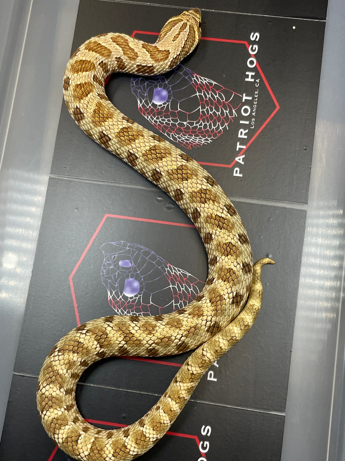 Het Lavender Western Hognose by Patriot Hognose - MorphMarket