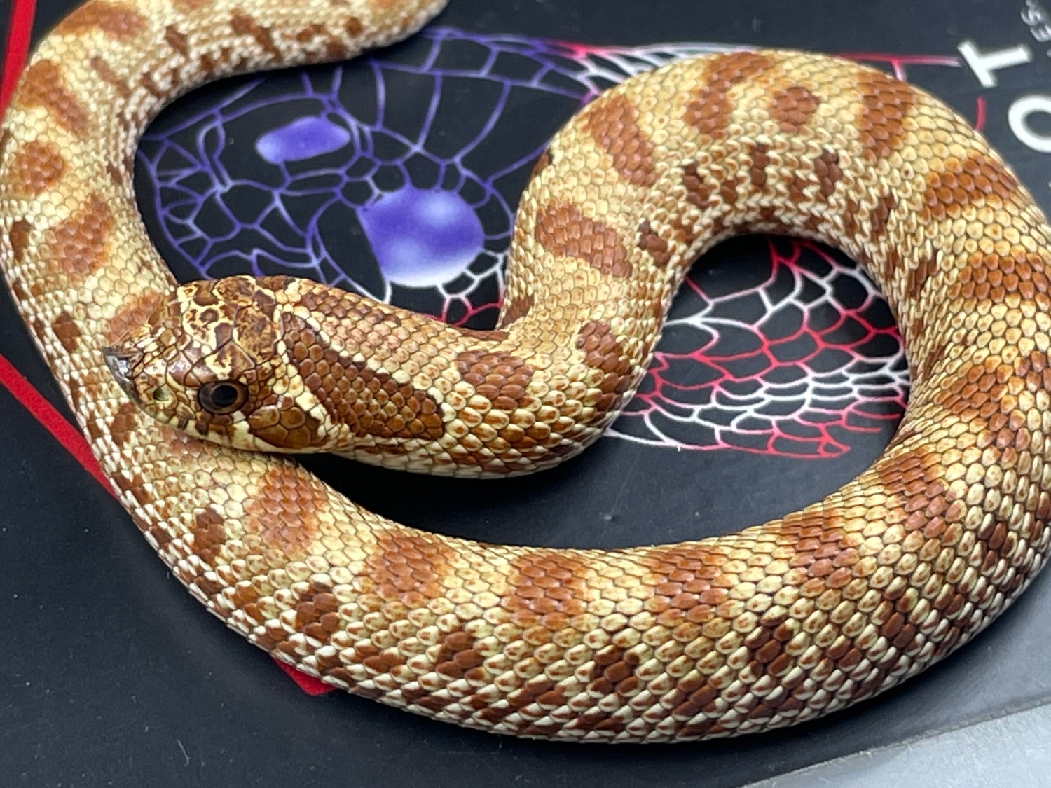 Purple Line Anaconda 50%albino 50%axanthic Western Hognose by Patriot ...