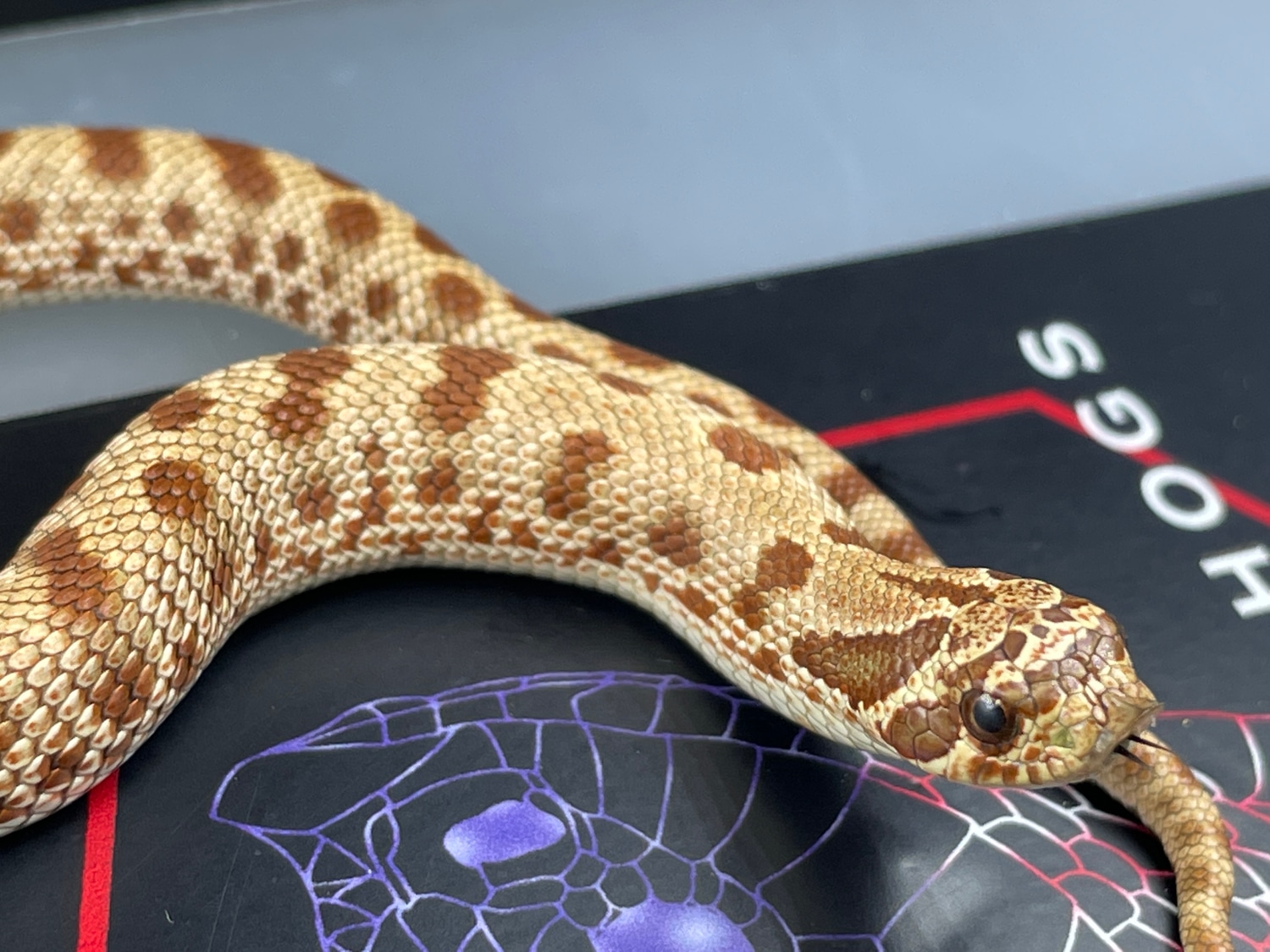 Purple Line Anaconda 50% Albino 50% Axanthic Western Hognose by Patriot ...