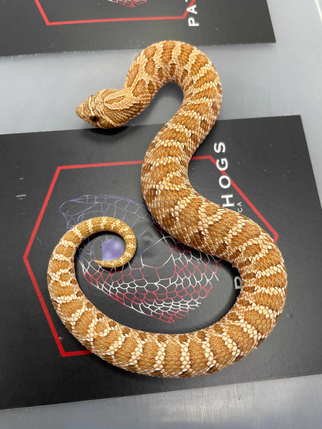Het Lavender 66%het Albino Western Hognose by Patriot Hognose - MorphMarket