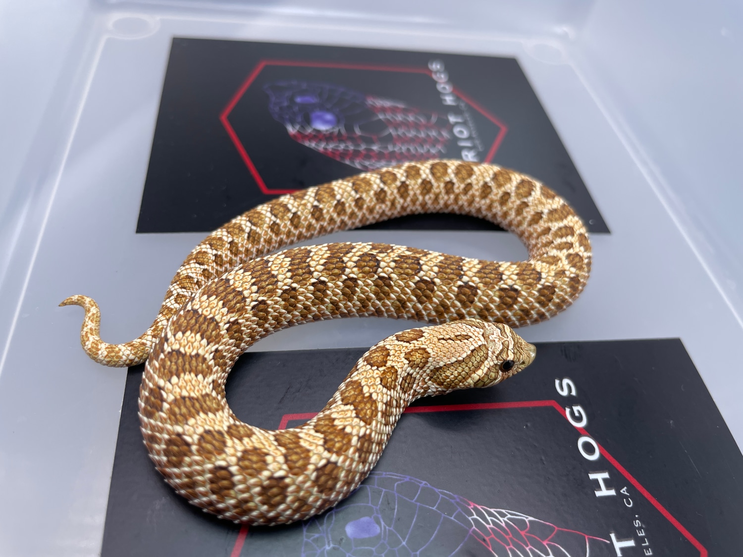 2022 Double Het Sunburst Western Hognose by Patriot Hognose - MorphMarket