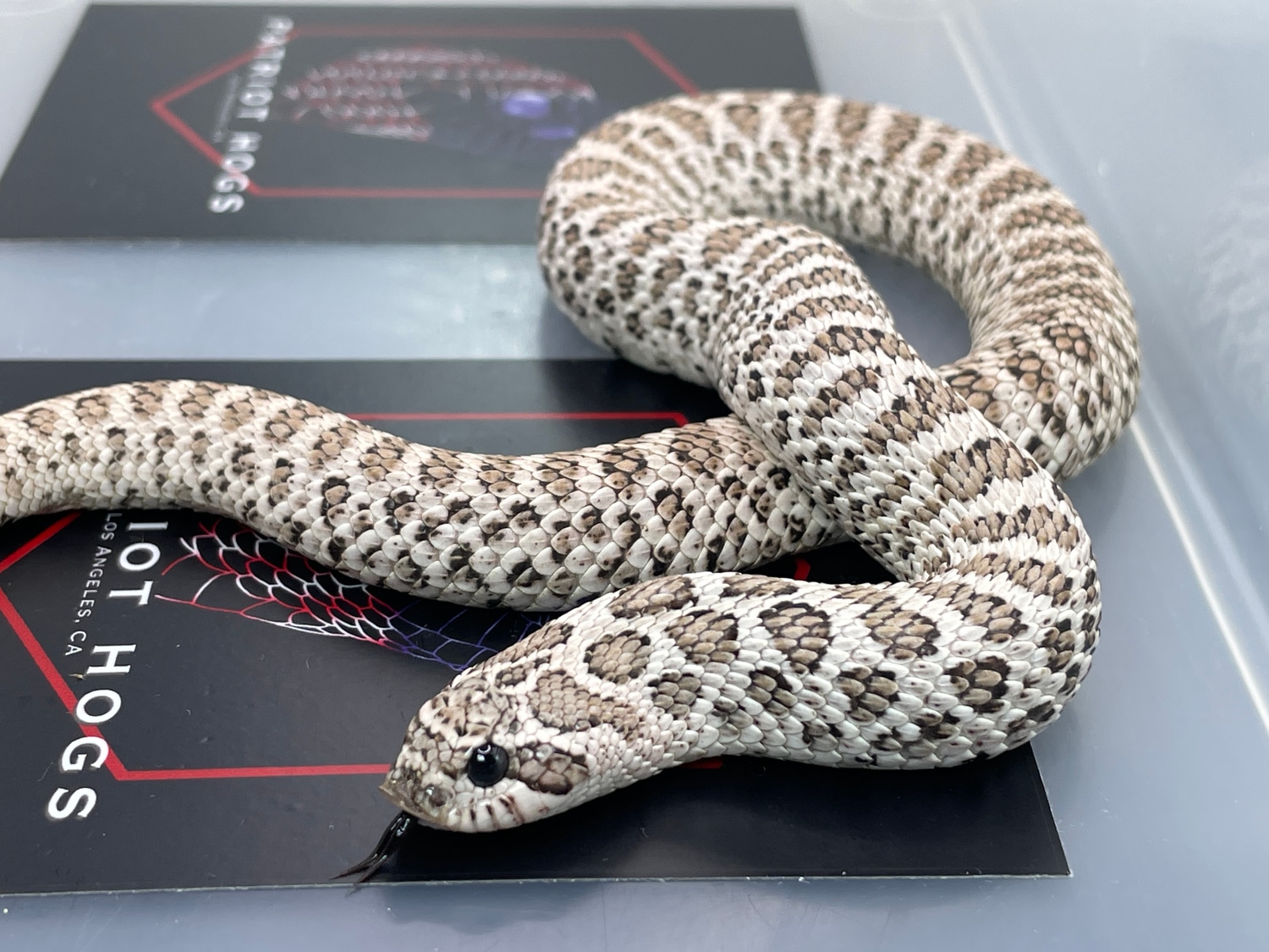 Superarctic 66Het Albino Western Hognose by Patriot Hognose - MorphMarket