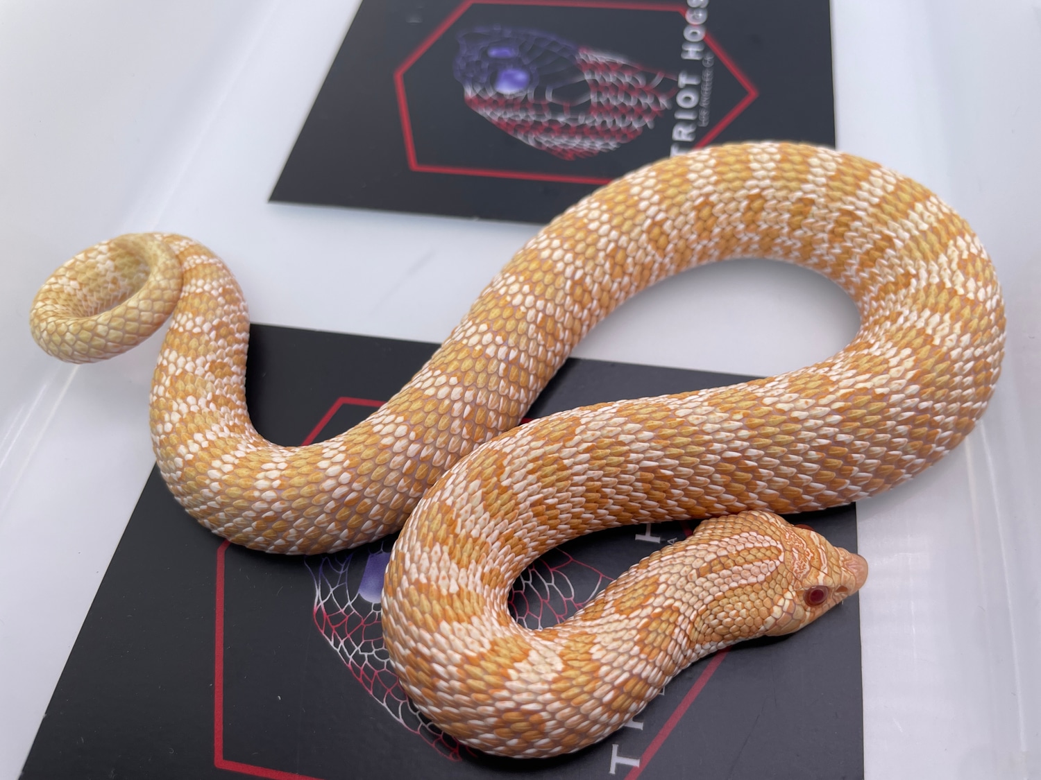 Arctic Albino Het Lavender Western Hognose by Patriot Hognose - MorphMarket