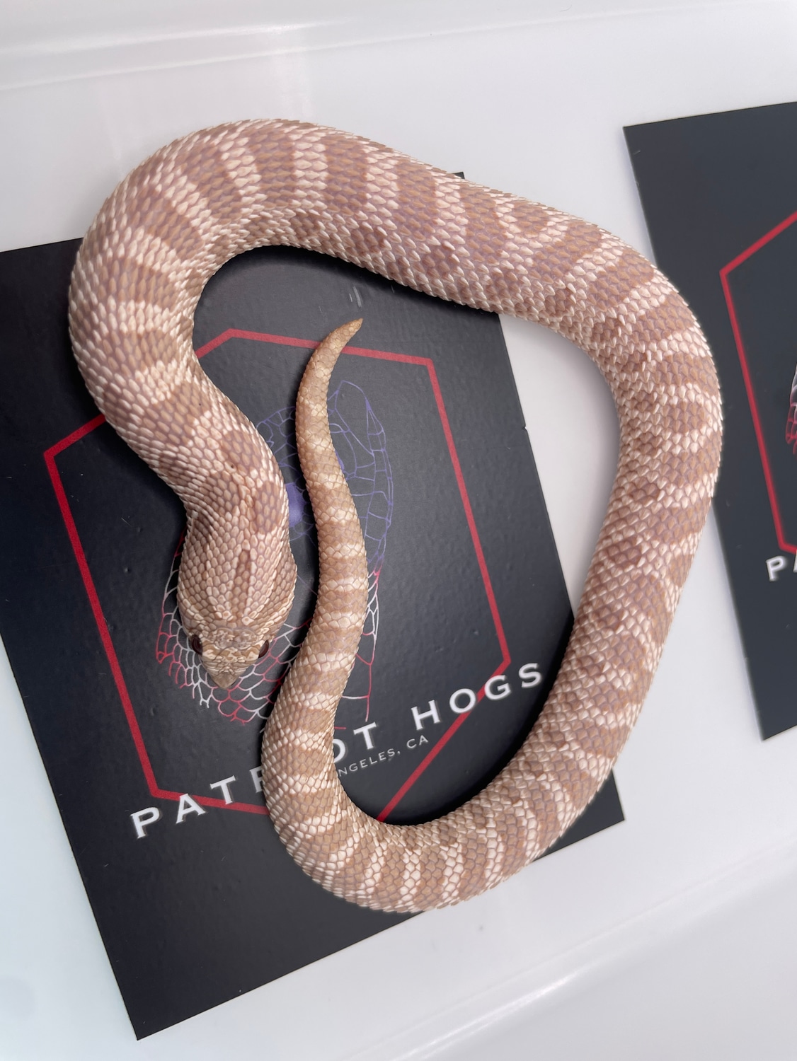 Lavender 66%albino Western Hognose by Patriot Hognose - MorphMarket