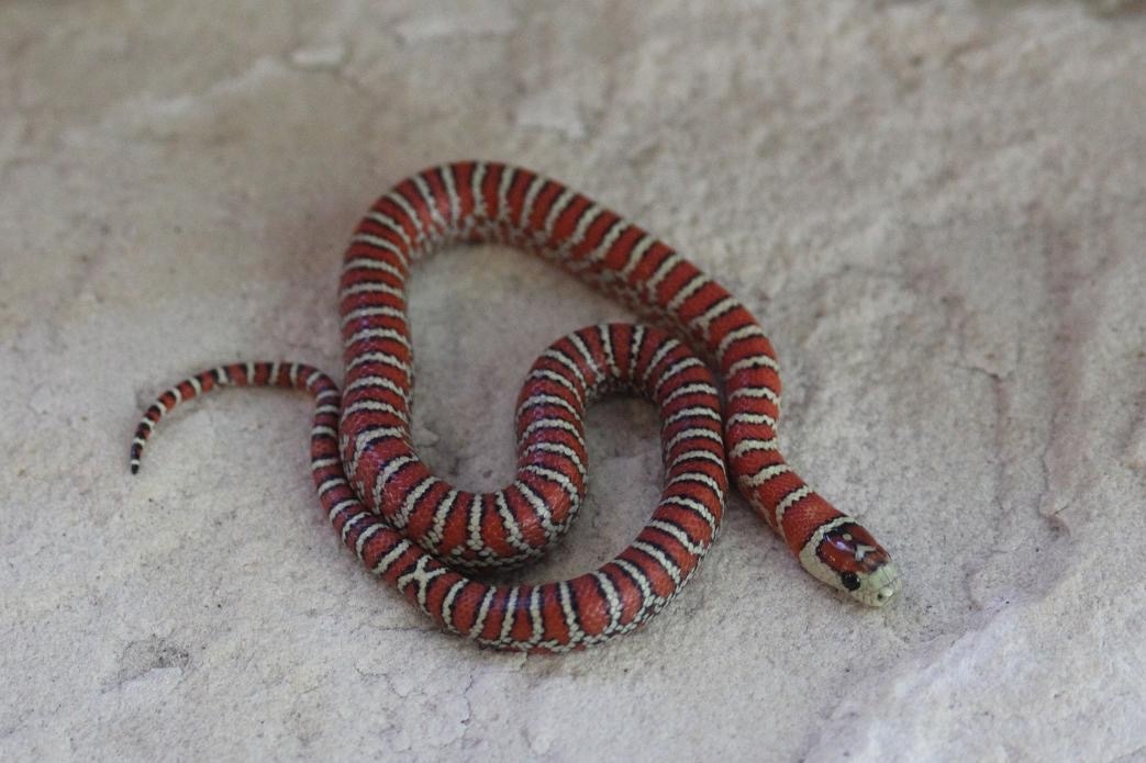Tarahumara Mountain Kingsnake Chihuahua Mountain Kingsnake by Hill ...