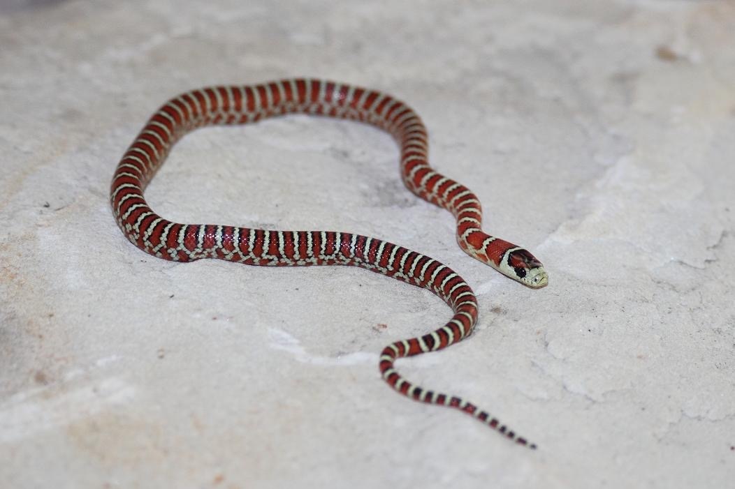 Tarahumara Mountain Kingsnake Chihuahua Mountain Kingsnake by Hill ...