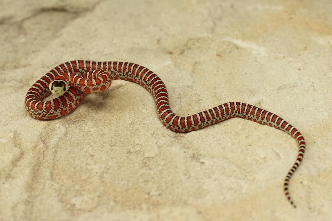 Tarahumara Mountain Kingsnake Chihuahua Mountain Kingsnake by Hill ...