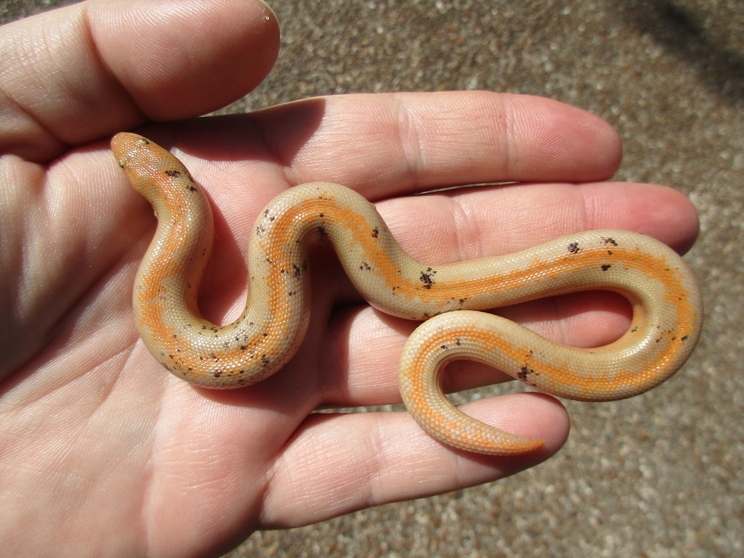 Albino Paradox Stripe Het Anery Kenyan Sand Boa by Hill's Herps ...