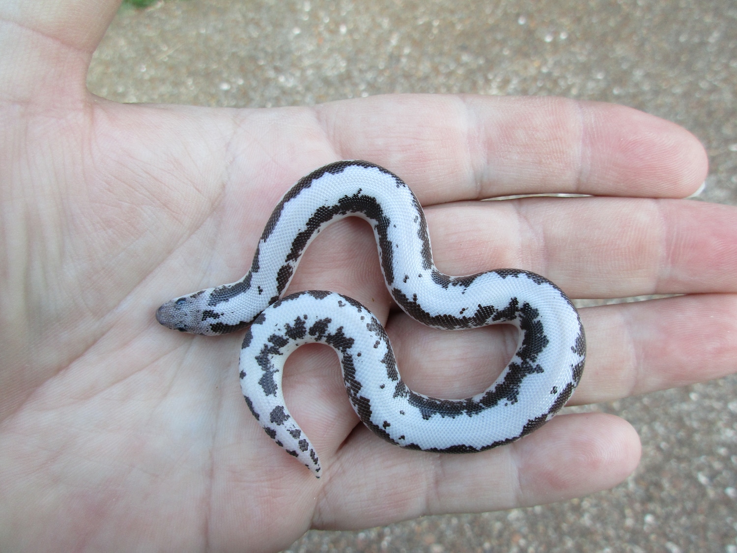 Anery Paint Het Gene X Kenyan Sand Boa by Hill's Herps - MorphMarket