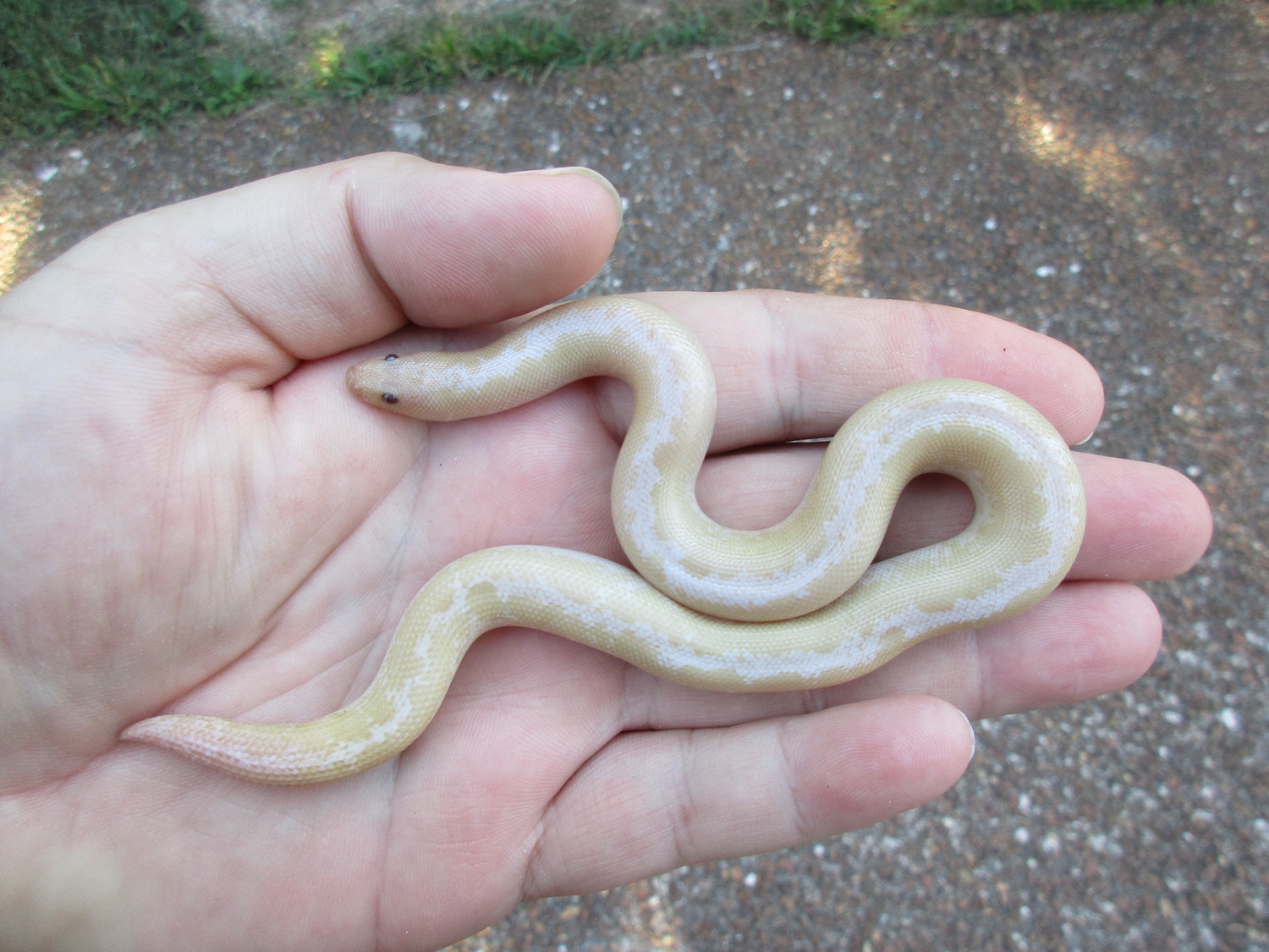 Snow Stripe 50% Het Splash Kenyan Sand Boa by Hill's Herps - MorphMarket