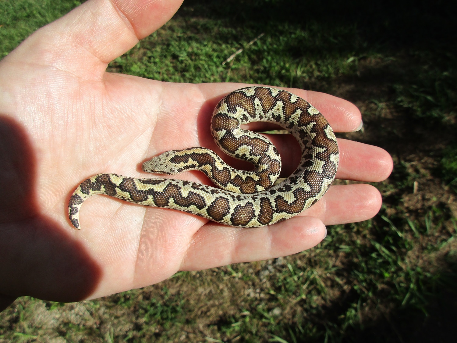 Roughscale Sand Boa Rough-Scaled Sand Boa by Hill's Herps - MorphMarket
