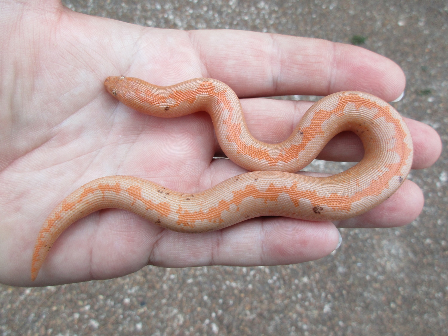 Albino Paradox Stripe Het Anery Kenyan Sand Boa by Hill's Herps ...