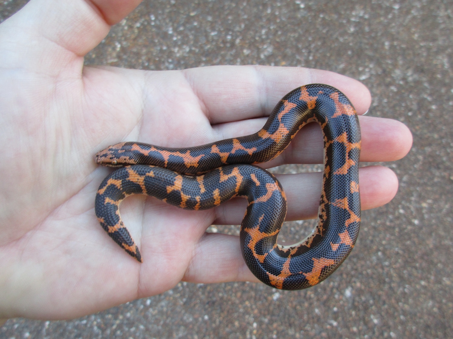 Normal Kenyan Sand Boa by Hill's Herps - MorphMarket