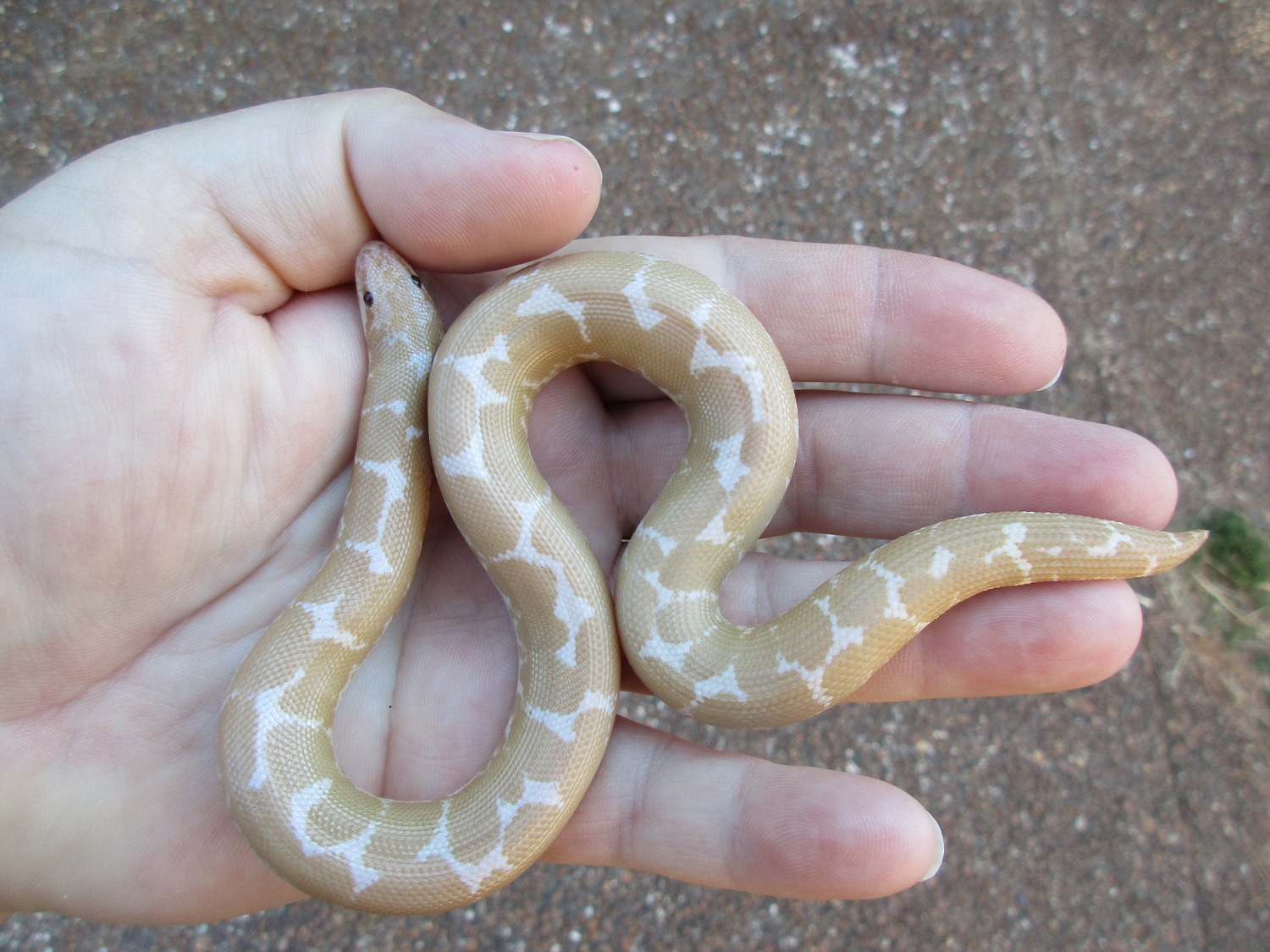 Snow Kenyan Sand Boa by Hill's Herps - MorphMarket