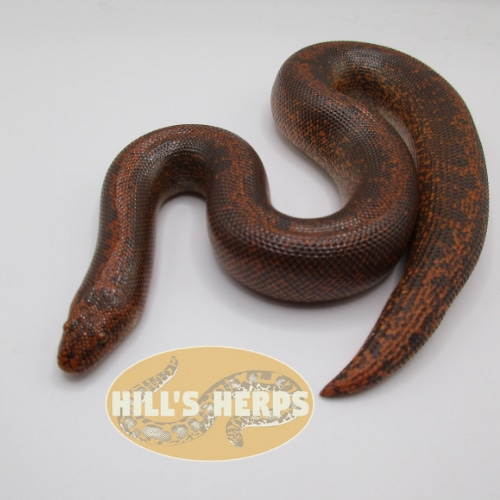 Stripe Kenyan Sand Boa by Hill's Herps - MorphMarket