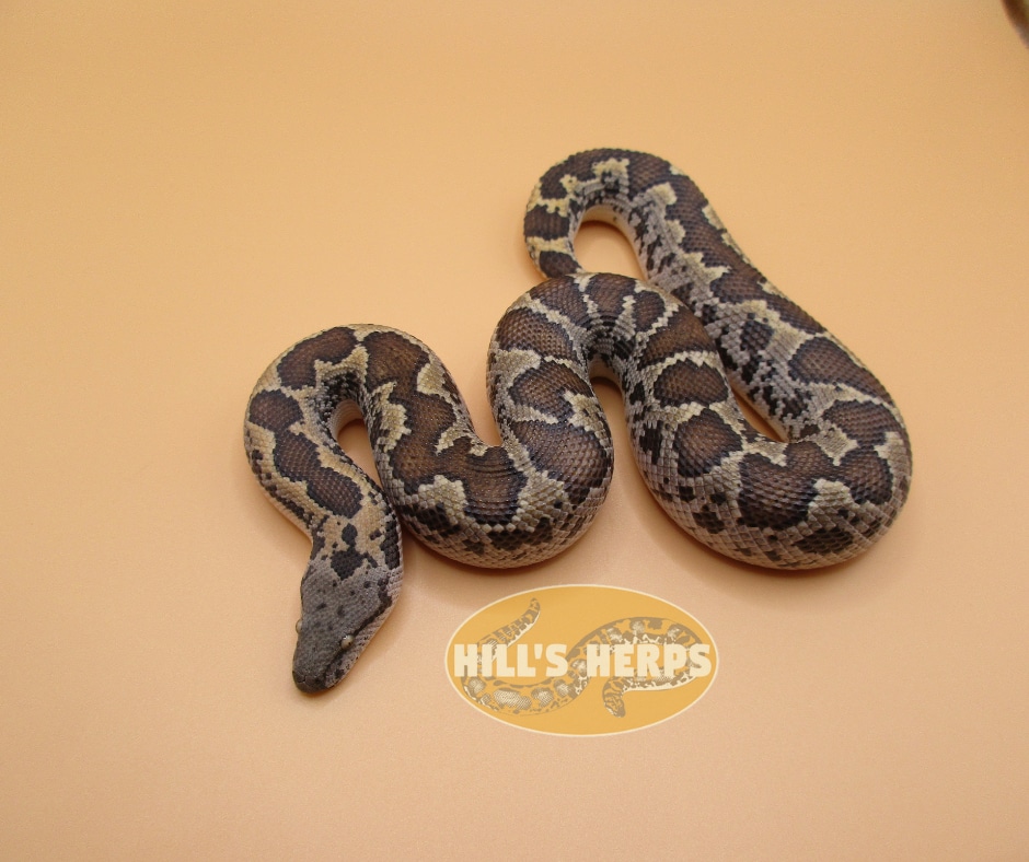 Rough-Scale Sand Boa Rough-Scaled Sand Boa by Hill's Herps - MorphMarket