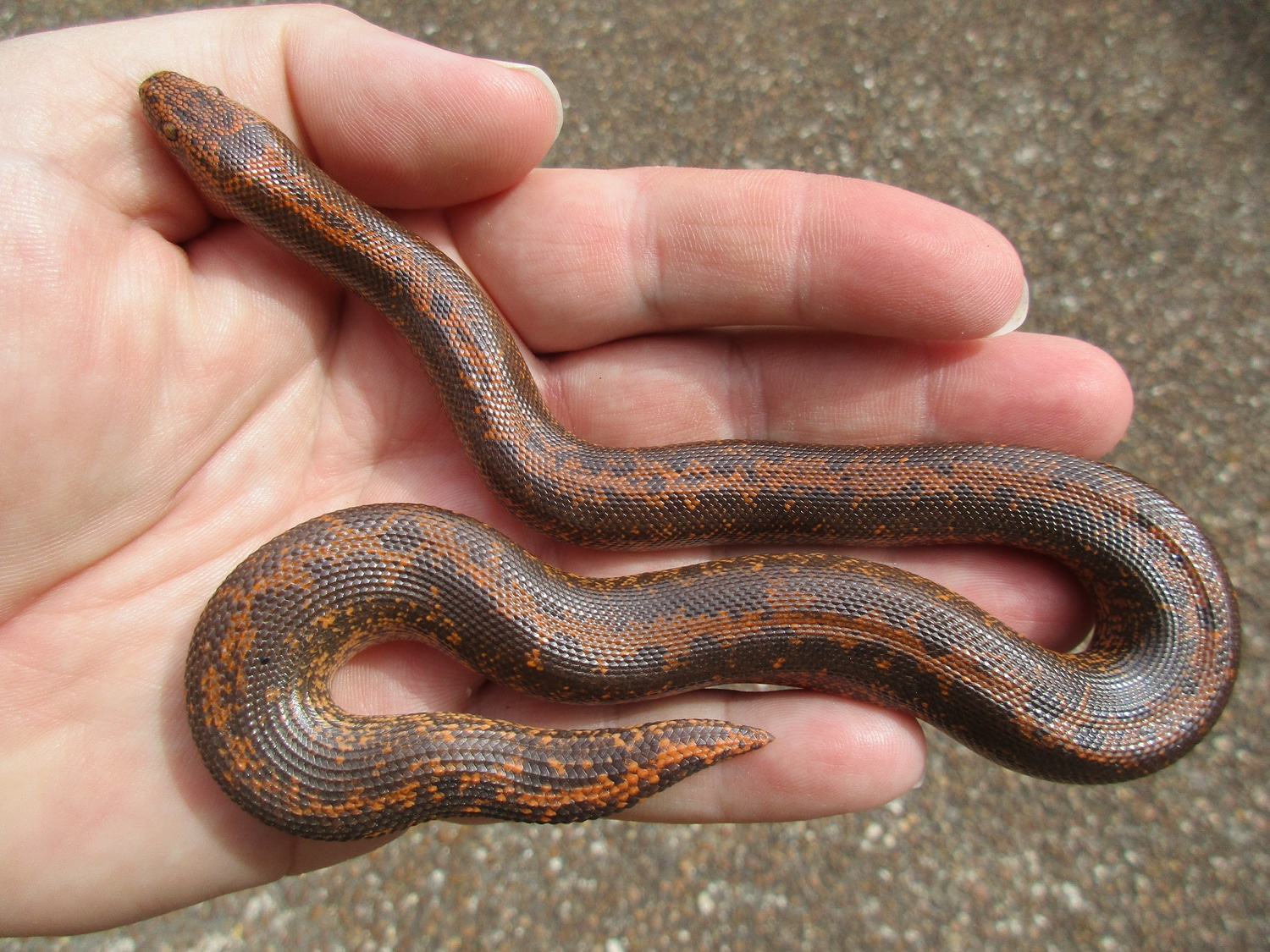 Stripe Kenyan Sand Boa by Hill's Herps - MorphMarket