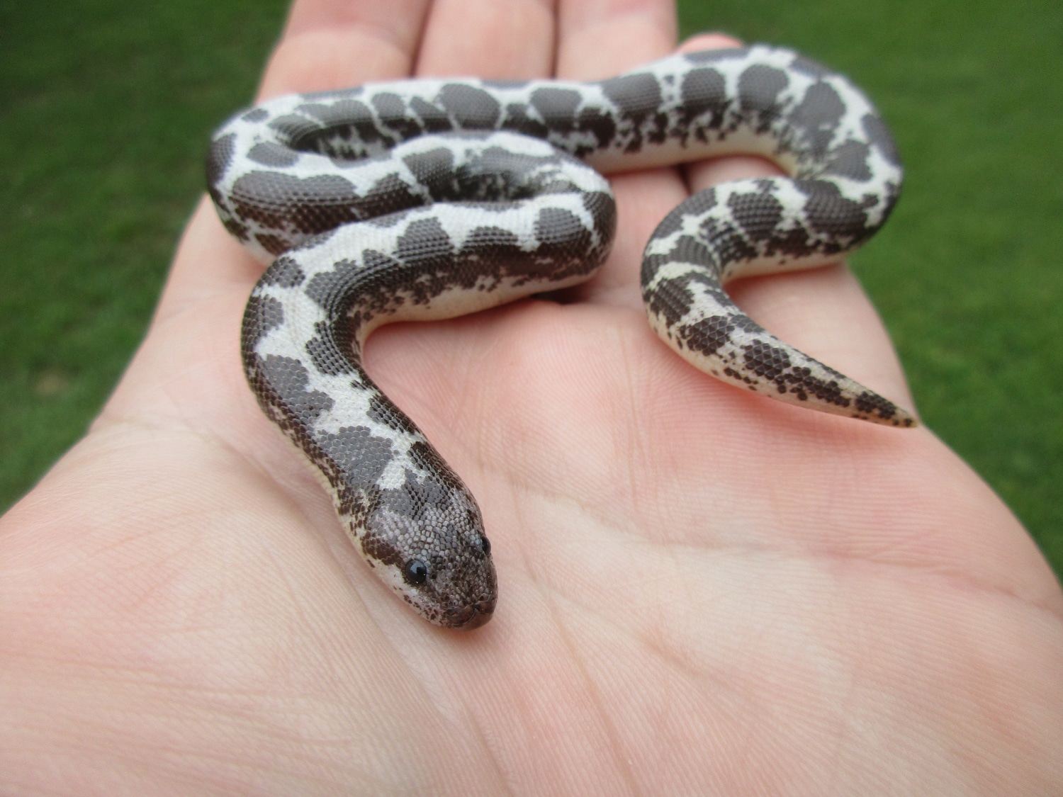 Anery Het Gene X Het Paint Kenyan Sand Boa by Hill's Herps - MorphMarket