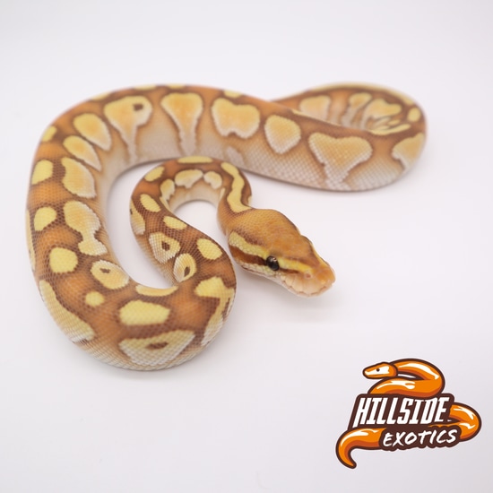 Female Banana Lesser/Butter 100% Het Genetic Stripe Ball Python by ...
