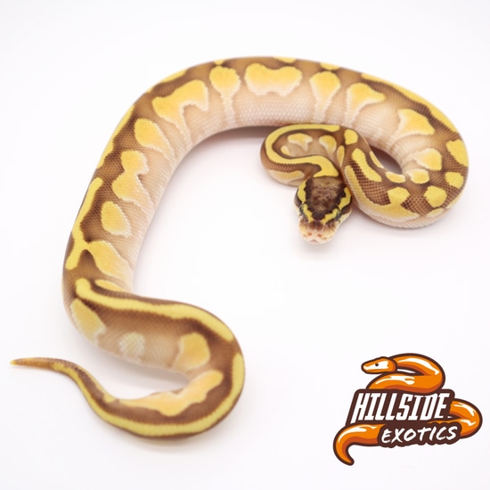 Butter Pastel Ball Python by Hillside Exotics