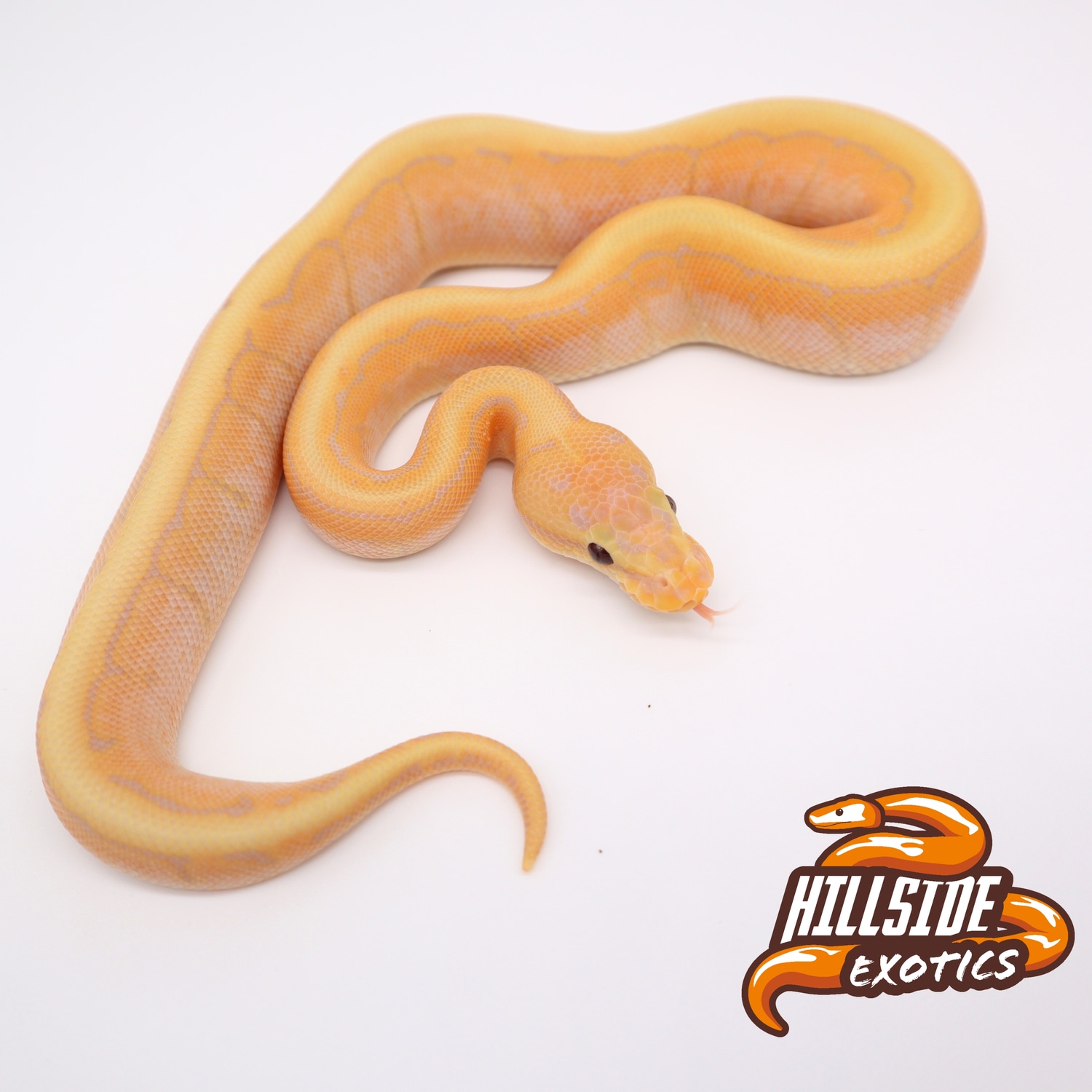 Banana Pinstripe Ball Python by Hillside Exotics - MorphMarket