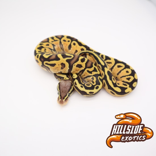 Firefly Ball Python by Hillside Exotics