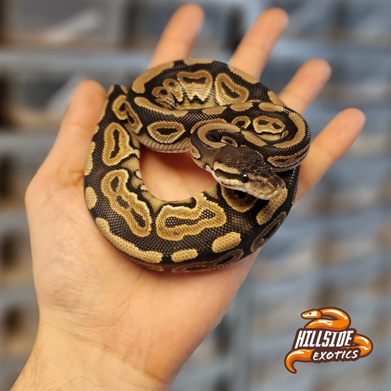 Black Pastel Ball Python by Hillside Exotics