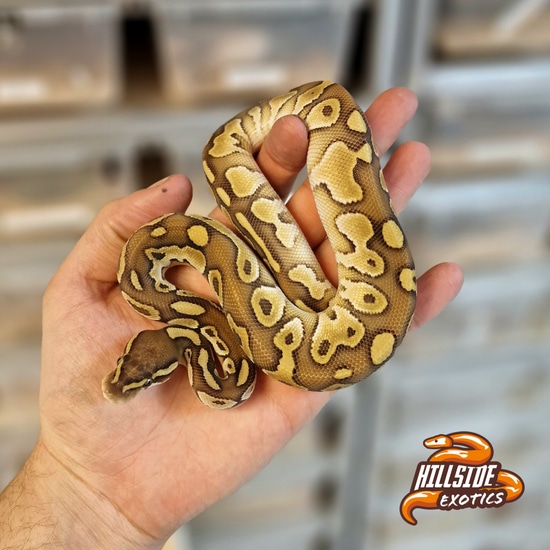 Butter Ball Python by Hillside Exotics
