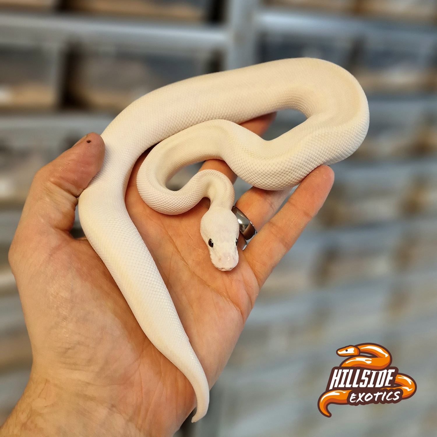 Blue Eyed Leucistic Poss Yellowbelly Ball Python by Hillside Exotics ...