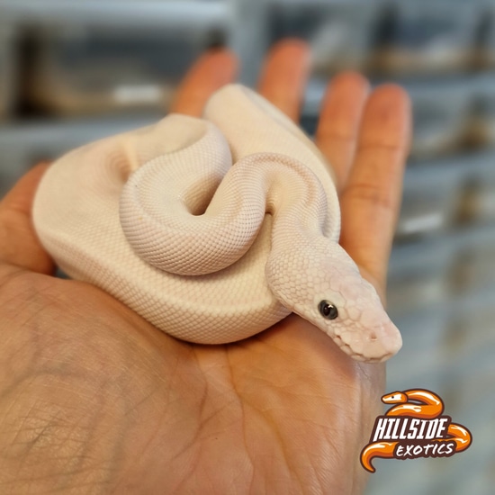 Blue Eyed Leucistic Poss Yellowbelly Ball Python by Hillside Exotics