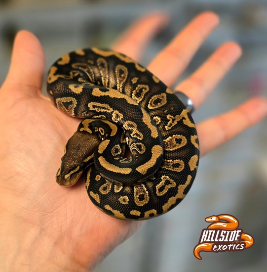 Stranger 100% Het Clown And 50% Het Pied Ball Python by Hillside Exotics