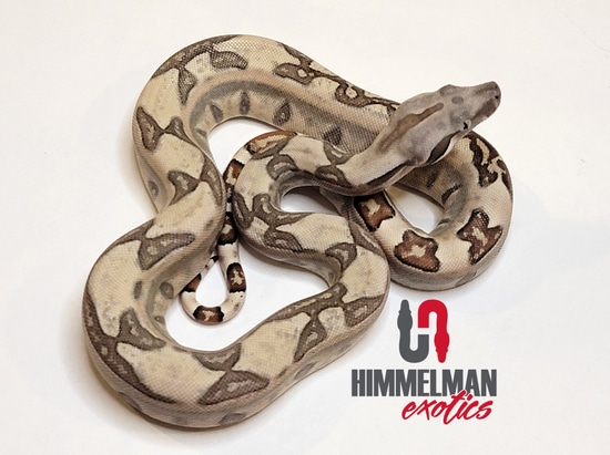 Labyrinth 100% Het Anery Boa Constrictor by Himmelman Exotics